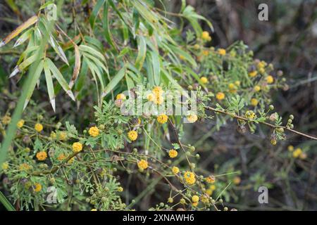 Acacias, Mimosas, mesquites, and allies (Mimosoideae) Plantae Stock ...