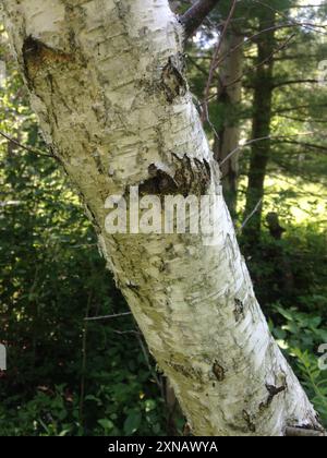 gray birch (Betula populifolia) Plantae Stock Photo - Alamy