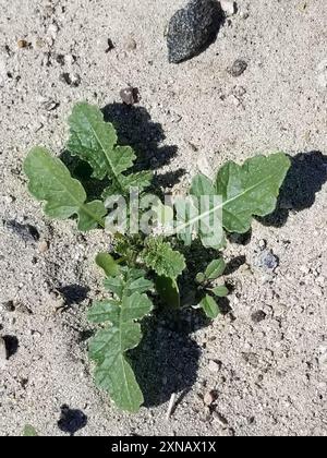 Saharan Mustard (Brassica tournefortii) Plantae Stock Photo - Alamy