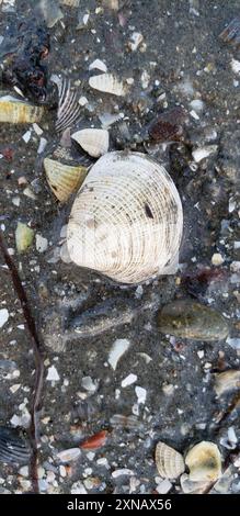 Wavy Chione (Chione undatella) Mollusca Stock Photo - Alamy