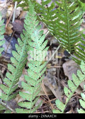 Log Fern Dryopteris celsa Stock Photo - Alamy