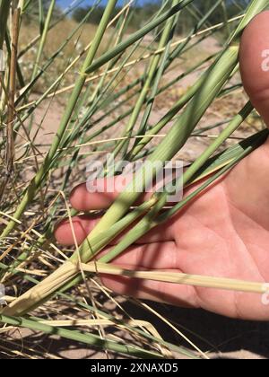 Giant Dropseed (Sporobolus giganteus) Plantae Stock Photo - Alamy