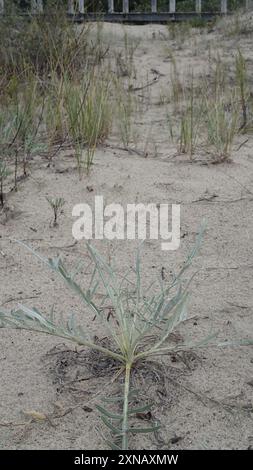 Pitcher's thistle (Cirsium pitcheri) Plantae Stock Photo - Alamy