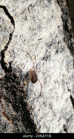 European Harvestman (Phalangium opilio) Arachnida Stock Photo - Alamy