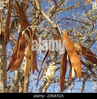 Blue Thorn (Senegalia erubescens) Plantae Stock Photo - Alamy