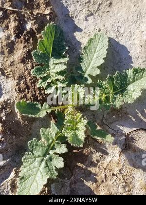 Saharan Mustard (Brassica tournefortii), Plantae, Ocotillo Cir, Borrego ...