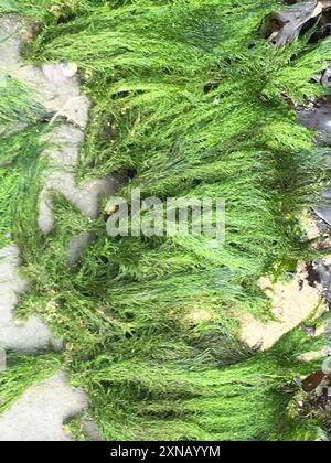green rope (Acrosiphonia coalita) Plantae Stock Photo - Alamy