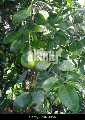 Orange (Citrus × aurantium) Plantae Stock Photo - Alamy