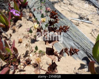 perfoliate spineflower (Mucronea perfoliata), Plantae, Carrizo Plain ...