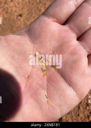Lemonscent (Pectis angustifolia) Plantae Stock Photo - Alamy