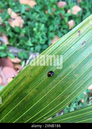 Cactus Lady Beetle (Chilocorus cacti) Insecta Stock Photo - Alamy