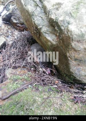 Broad-footed Mole (Scapanus latimanus) Mammalia Stock Photo - Alamy