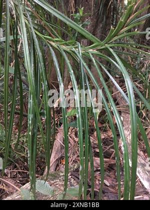 Rattan palms (Calamus) Plantae Stock Photo - Alamy