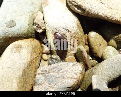 Cosmopolitan Diving Beetle (Rhantus suturalis) Insecta Stock Photo - Alamy
