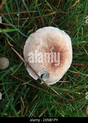 fatal dapperling (Lepiota subincarnata) Fungi Stock Photo - Alamy