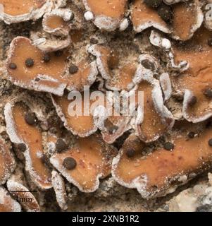 Blushing Scale (Psora decipiens) Fungi Stock Photo - Alamy