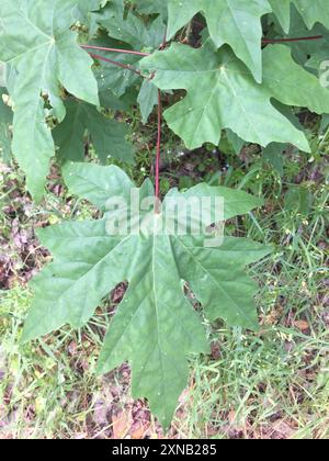 bigleaf maple (Acer macrophyllum) Plantae Stock Photo - Alamy