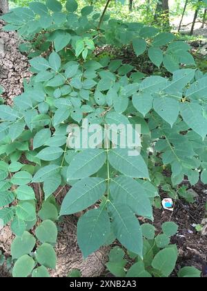 Amur Corktree (Phellodendron amurense) Plantae Stock Photo - Alamy