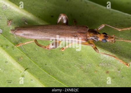 (Oedemera femoralis) Insecta Stock Photo - Alamy