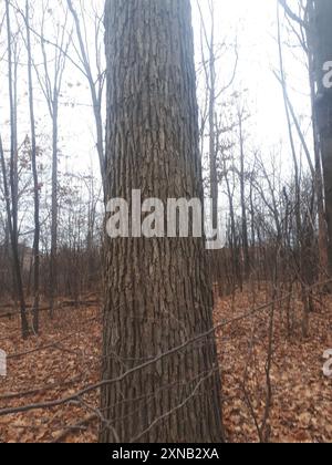 white oak (Quercus alba) Plantae Stock Photo - Alamy