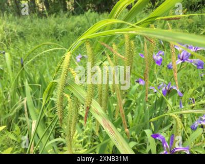 nodding sedge (Carex gynandra) Plantae Stock Photo - Alamy