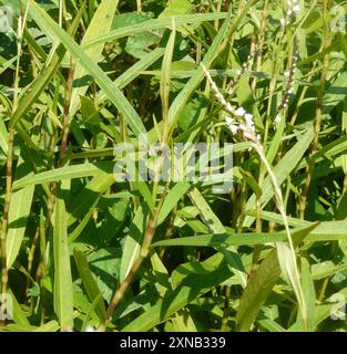 Dotted Smartweed (Persicaria punctata) Plantae Stock Photo - Alamy