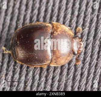 Small Hive Beetle (Aethina tumida) Insecta Stock Photo - Alamy