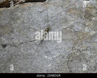 Shore Bristletail (Petrobius maritimus) Insecta Stock Photo - Alamy