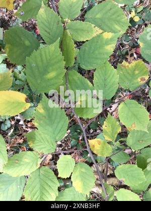 beaked hazelnut (Corylus cornuta) Plantae Stock Photo - Alamy