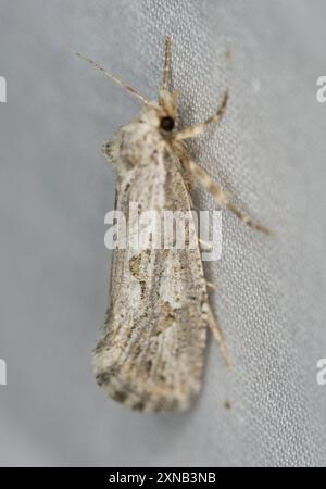 Grass Tubeworm Moths (Acrolophus) Insecta Stock Photo - Alamy