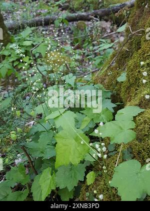 twoleaf miterwort (Mitella diphylla) Plantae Stock Photo - Alamy