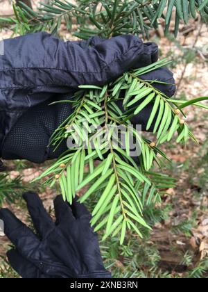 yew family (Taxaceae) Plantae Stock Photo - Alamy