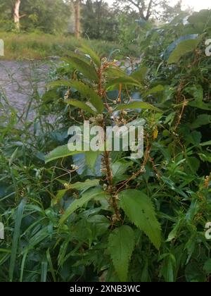 dodders (Cuscuta) Plantae Stock Photo - Alamy