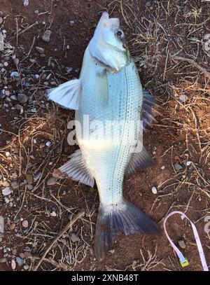 White Bass (Morone chrysops) Actinopterygii Stock Photo - Alamy