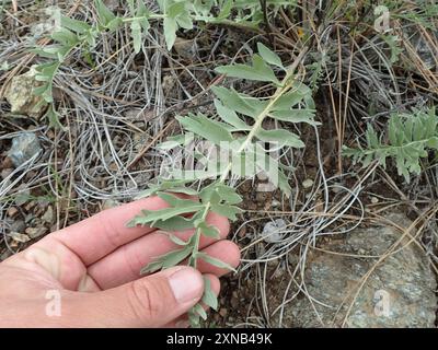 California balsamroot (Balsamorhiza macrolepis) Plantae Stock Photo - Alamy