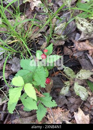 dwarf raspberry (Rubus pubescens) Plantae Stock Photo - Alamy