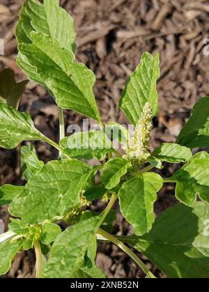 purple amaranth (Amaranthus blitum) Plantae Stock Photo - Alamy