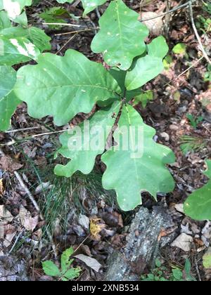 white oak (Quercus alba) Plantae Stock Photo - Alamy