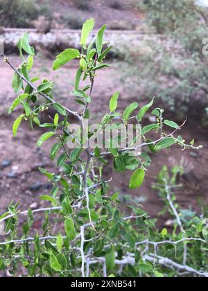 spiny hackberry (Celtis pallida) Plantae Stock Photo - Alamy