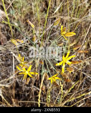 goldenstar (Bloomeria crocea) Plantae Stock Photo - Alamy