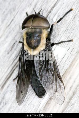 Western Black Horse Fly (Tabanus punctifer Stock Photo - Alamy