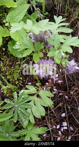 ballhead waterleaf (Hydrophyllum capitatum) Plantae Stock Photo - Alamy