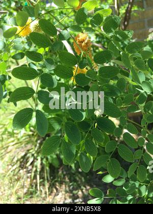Golden-ball Lead Tree (Leucaena retusa) Plantae Stock Photo - Alamy