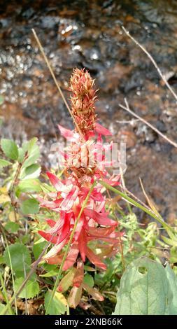 Queen's Crown (Rhodiola rhodantha) Plantae Stock Photo - Alamy