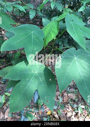 (Macaranga gigantea) Plantae Stock Photo - Alamy
