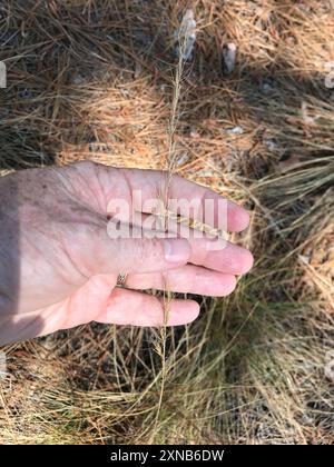 Wire grass (Aristida stricta) Plantae Stock Photo - Alamy