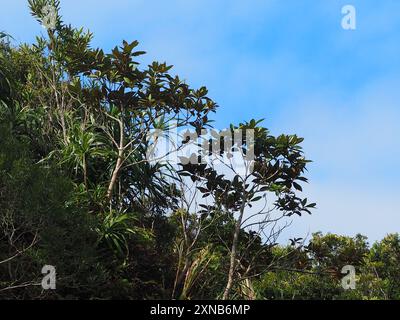 (Astronia ferruginea) Plantae Stock Photo - Alamy