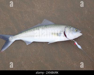 Eastern Australian Salmon (Arripis trutta) Actinopterygii Stock Photo ...