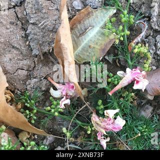 Marsh parsley (Cyclospermum leptophyllum), Plantae, Windsor Forest ...