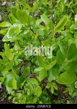 black huckleberry (Gaylussacia baccata) Plantae Stock Photo - Alamy
